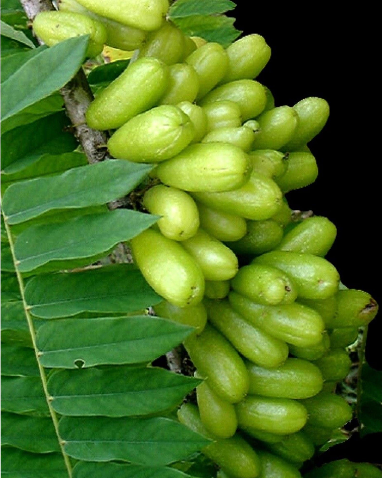 Bilimbi (averrhoa Bilimbi) Fruit Tree Air Layered 3ft Tall. No Ship to ...