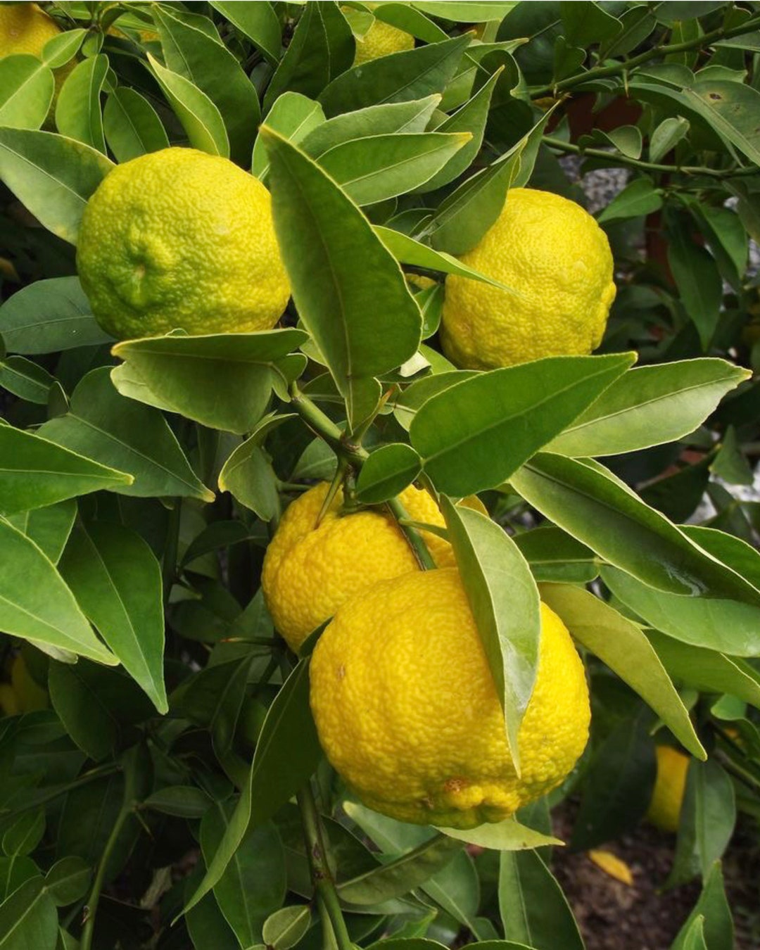 Grafted Yuzu Japanese Citrus Tree, 3ft Tall (no Shipping CA) - Etsy