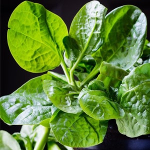 Green Malabar Spinach 100+ Seeds - Etsy