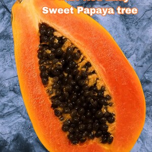 Dwarf Red Lady Papaya Tree 2ft. Nice and Healthy Tree. No Ship to Ca ...