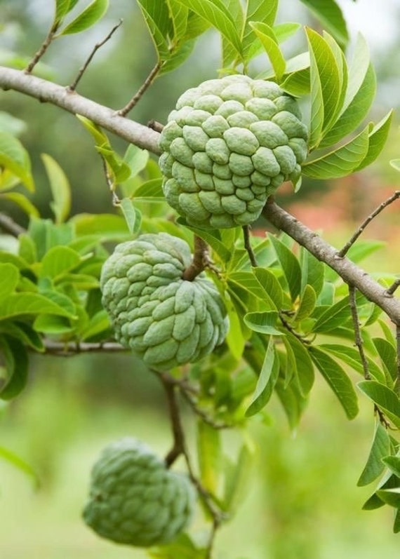Sugar Apple Custard Apple Tree 3ft Trees. Flower Will Be Soon. No Shipping Ca Etsy UK
