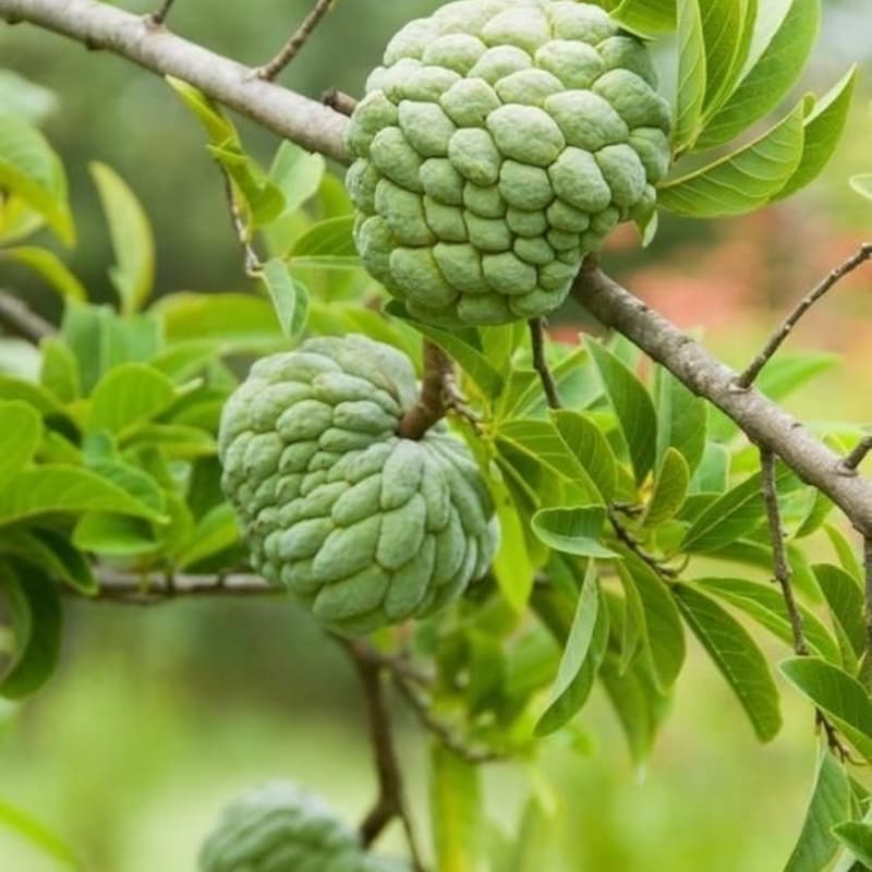 Custard Apple - Etsy