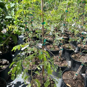 Sour Tamarind Tree (tamarindus Indica)3ft Air Layered Tree. No Shipping ...