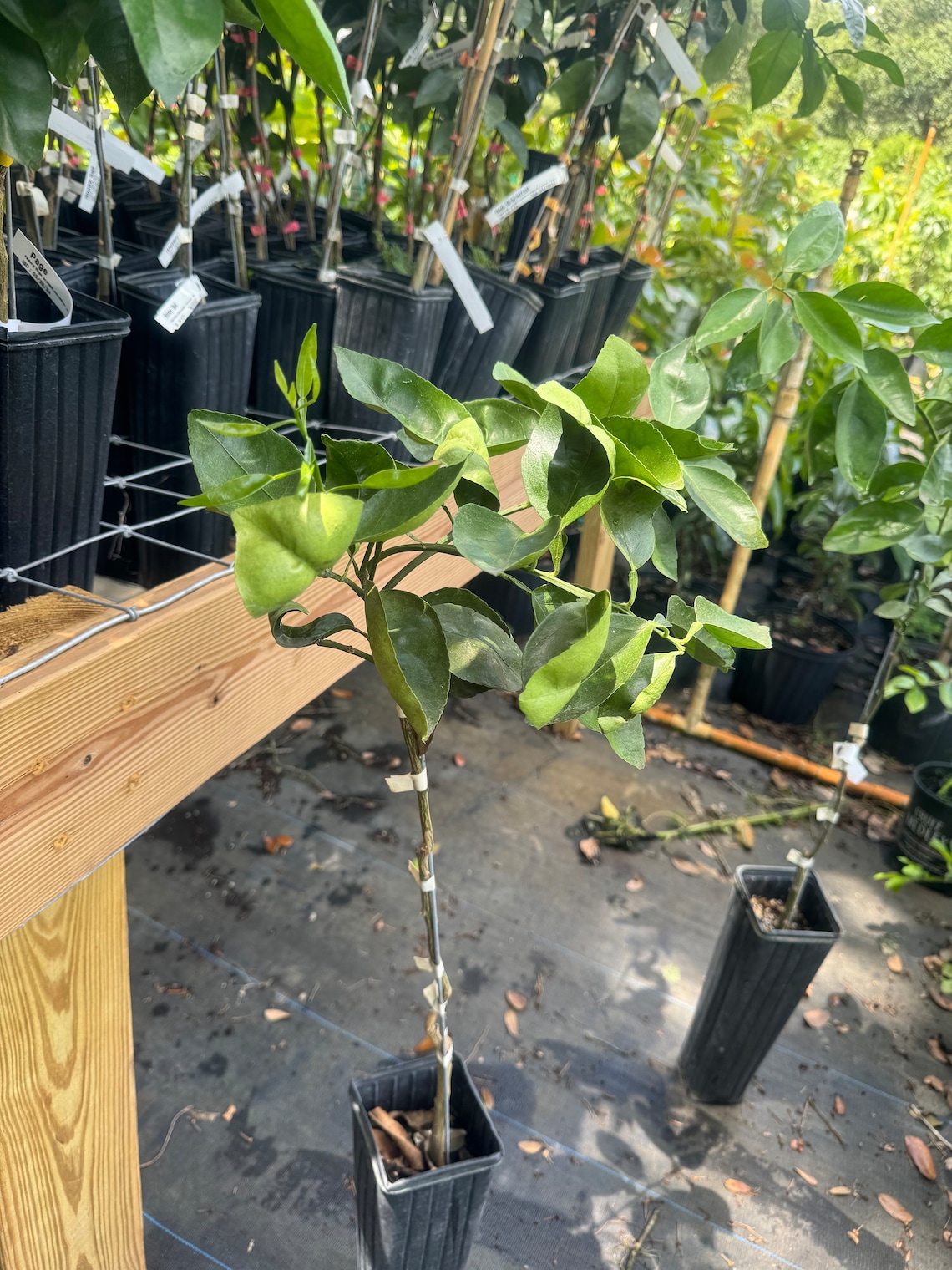 Sweet Honeybell Tangelos Tree 3ft Grafted Tree. No Ship to Ca. - Etsy