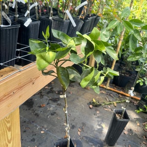 Sweet Honeybell Tangelos Tree 3ft Grafted Tree. No Ship to Ca. - Etsy
