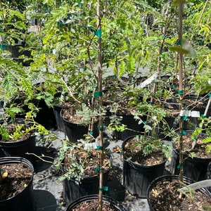 Sour Tamarind Tree (tamarindus Indica)3ft Air Layered Tree. No Shipping ...
