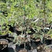 Sour Tamarind Tree (tamarindus Indica)3ft Air Layered Tree. No Shipping ...