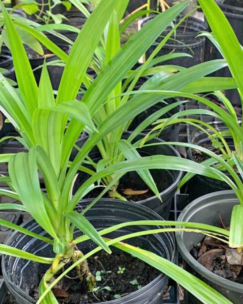 Organic Pandan Plant (pandanus Amaryllifolius) - Edible Live Plant - Etsy
