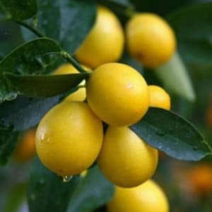 Dwarf Limequat Tree: Lakeland Citrus With Flowers (2ft Tall). No Ship ...