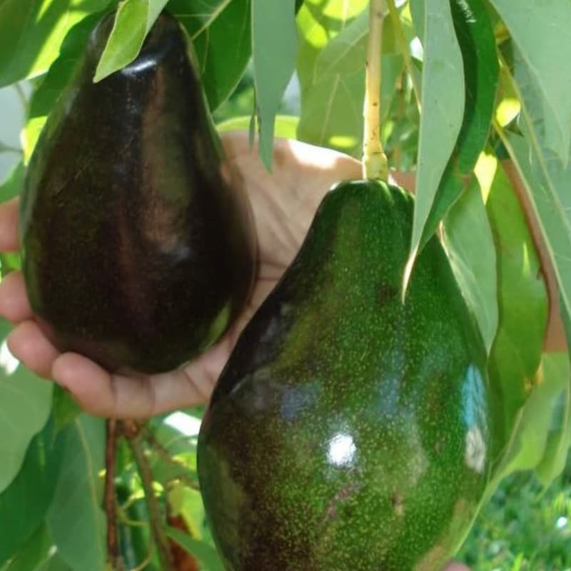 Del Rio Avocado Tree - Etsy
