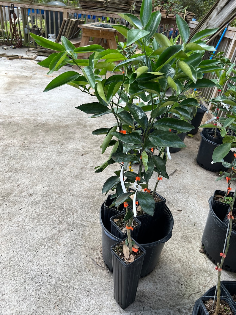 KING ORANGE 3ft Grafted Tree ( No Shipping Ca) - Etsy