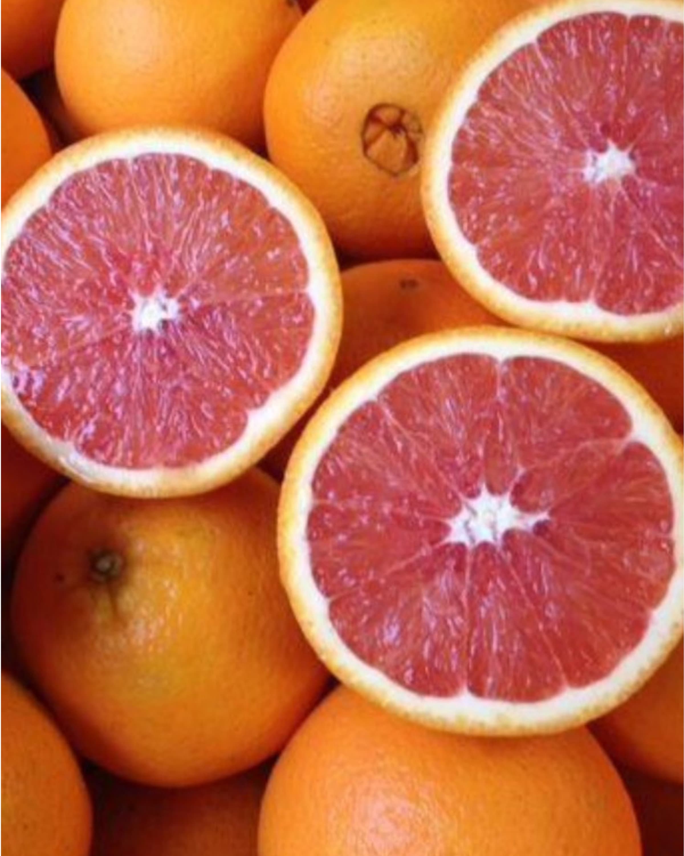 Red Navel Orange 3ft Grafted Tree. No Ship to Ca. - Etsy