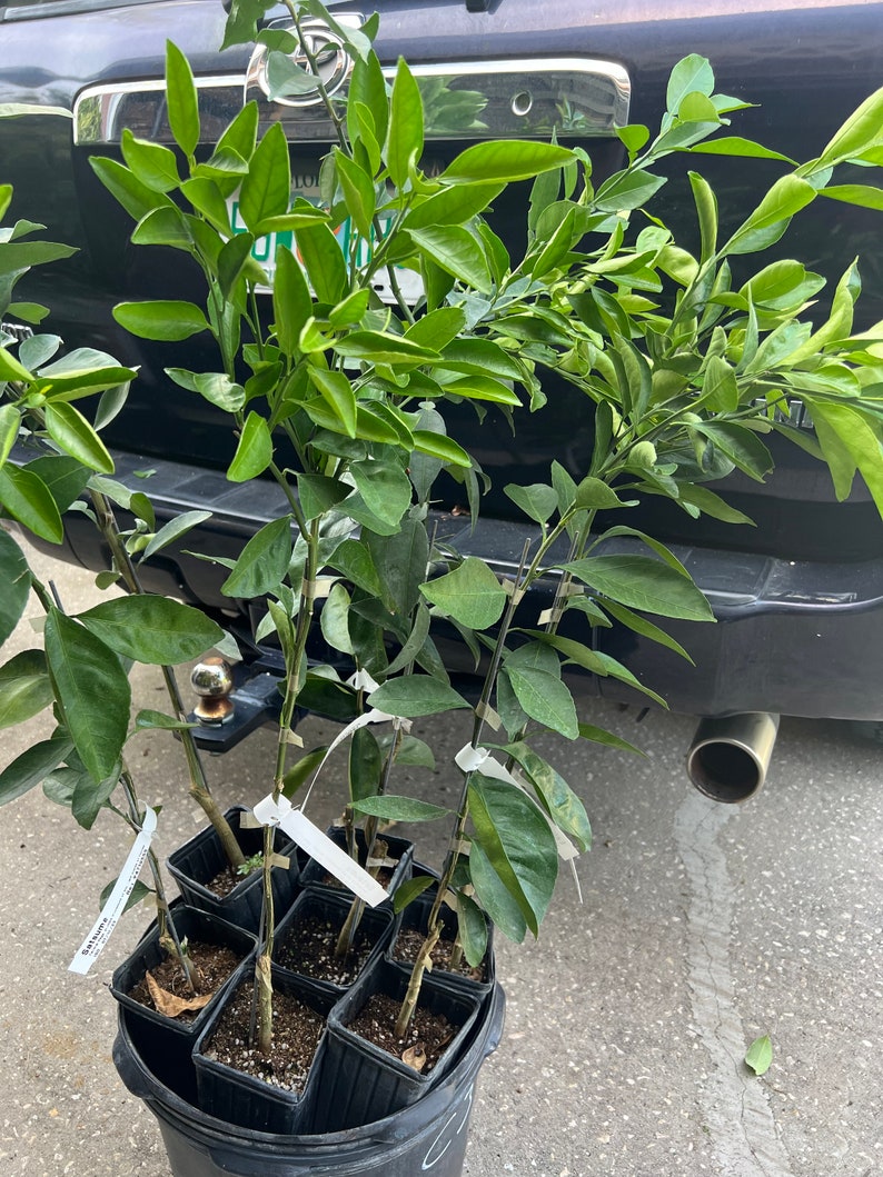 Satsuma Mandarin Orange 3ft Grafted Tree ‘frost Owari’( No Shipping Ca ...