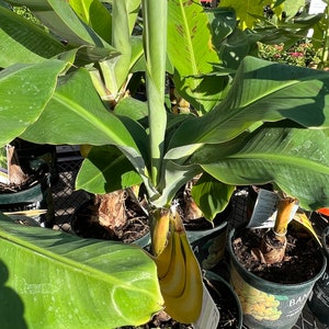 Dwarf Cavendish Banana Tree Almost 2ft Tree. - Etsy