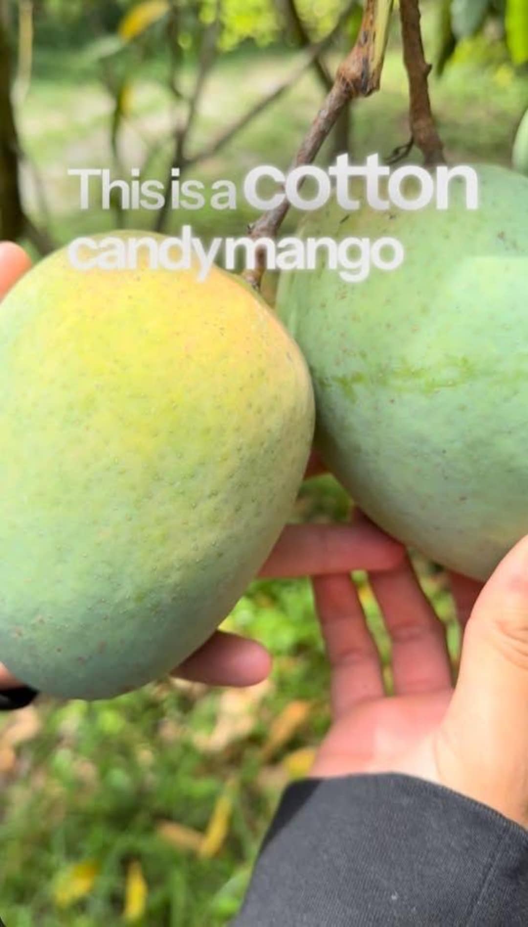 Cotton Candy Mango Tree Grafted (2ft to 3ft Tall). No Shipping CA. - Etsy