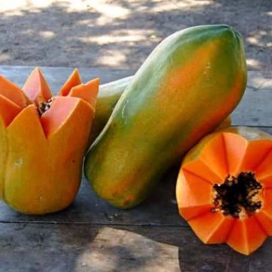 Maradol Papayas Tree 2ft and Up, Big Size Papaya 5lb to 8lb Fruit Size ...