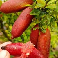 Australian Red Pulp Finger Lime Tree Please Read Description* - Etsy