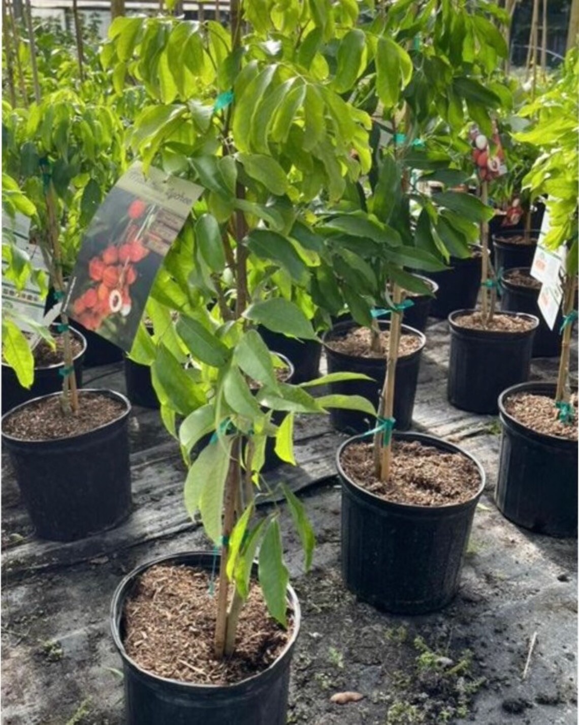 Lychee Tree Mauritius Air Layered 3ft Tree - Etsy