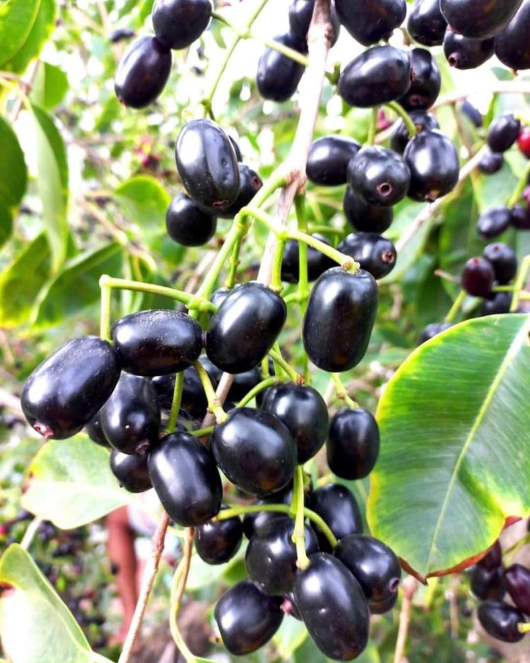 Malabar Plum java Plum, Black Plum, Jamun 4ft Tree Trees. No Shipping ...