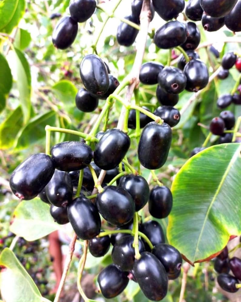 Malabar Plum (java Plum, Black Plum, Jamun) Air Layered 3ft & up Tree ...