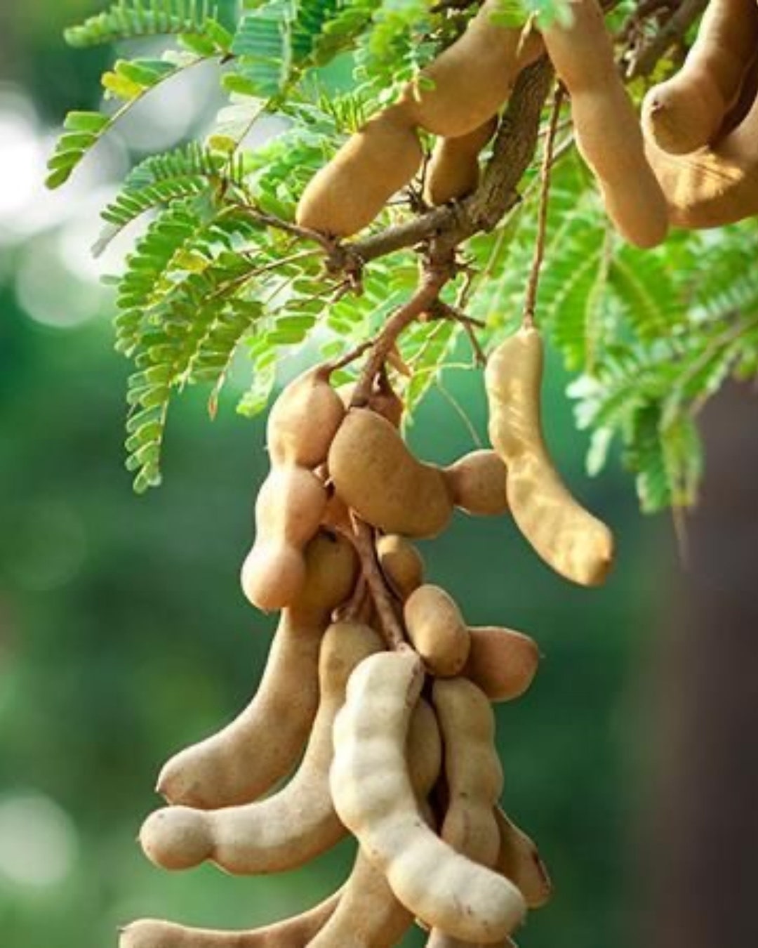 Sour Tamarind Tree (tamarindus Indica)3ft Air Layered Tree. No Shipping ...