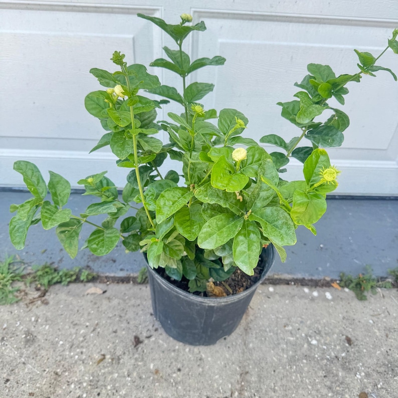 Grand Duke Jasmine Plants 2ft & Up. - Etsy