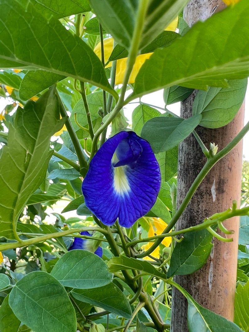 Blue Butterfly Pea 30+ Seeds - Etsy