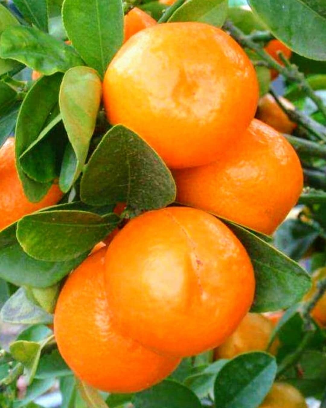 Sour ORANGE TREE Grafted 3 Feet Tall Tree. No Shipping CA. - Etsy