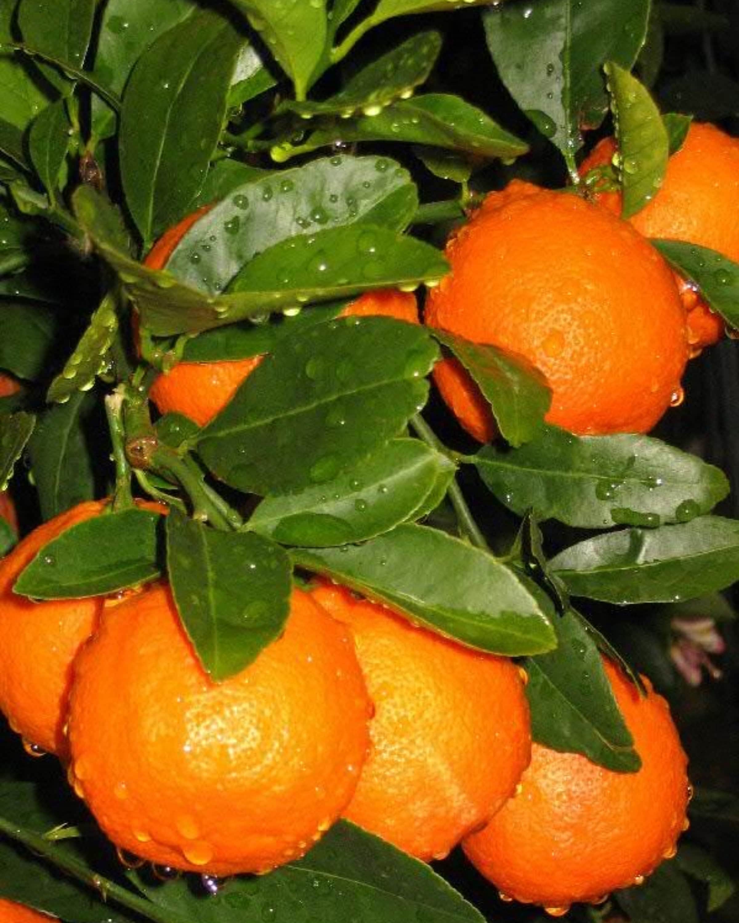Minneola Tangelo 3ft Tall Grafted Tree ( No Shipping CA) - Etsy