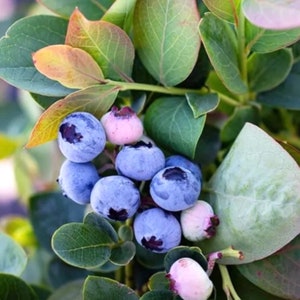 Emerald Blueberry Fruit Tree With Flowers and Fruit 2ft Plants. - Etsy