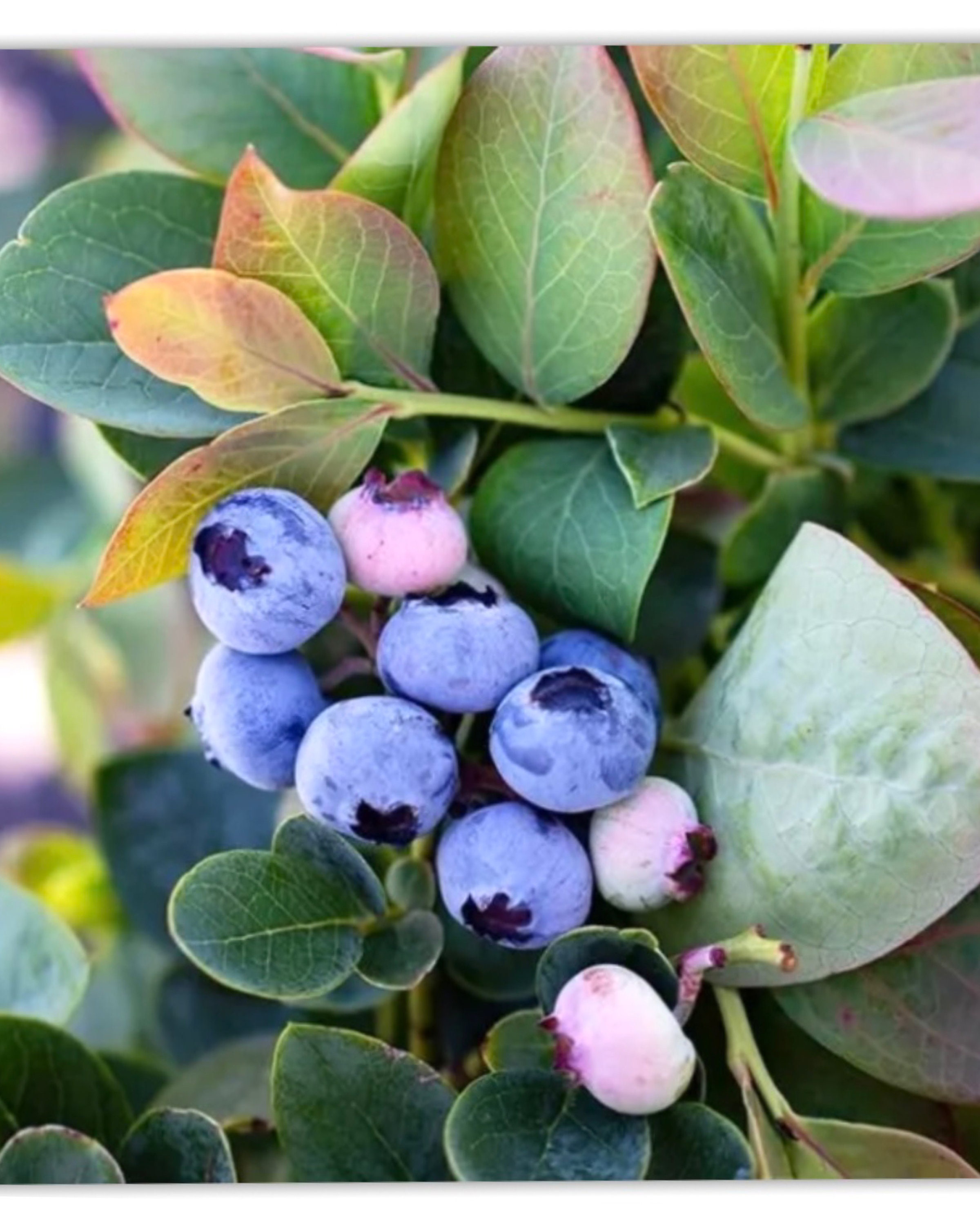 Emerald Blueberry Fruit Tree With Flowers and Fruit 2ft Plants. - Etsy
