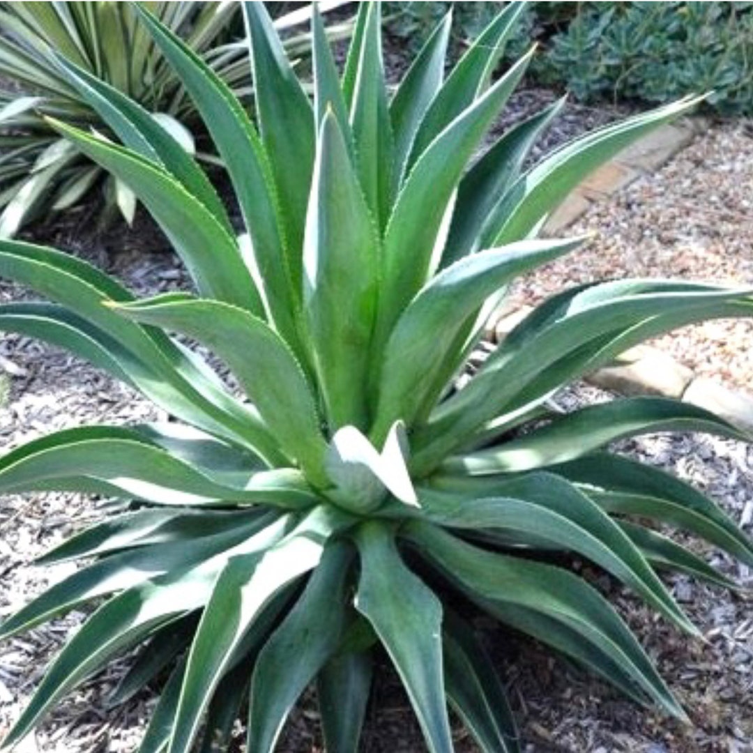 Agave Desmettiana Cactus Cacti Succulent Real 4 Live Unrooted Plants - Etsy