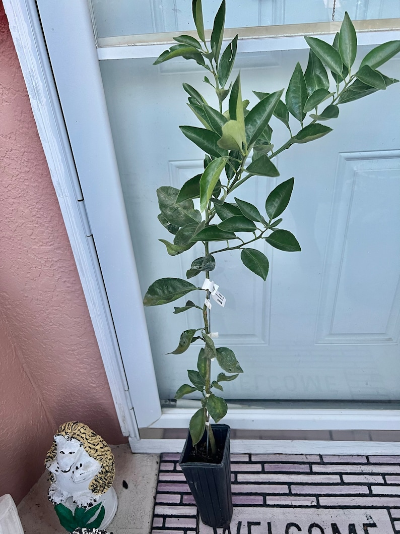 Minneola Tangelo 3ft Tall Grafted Tree ( No Shipping CA) - Etsy