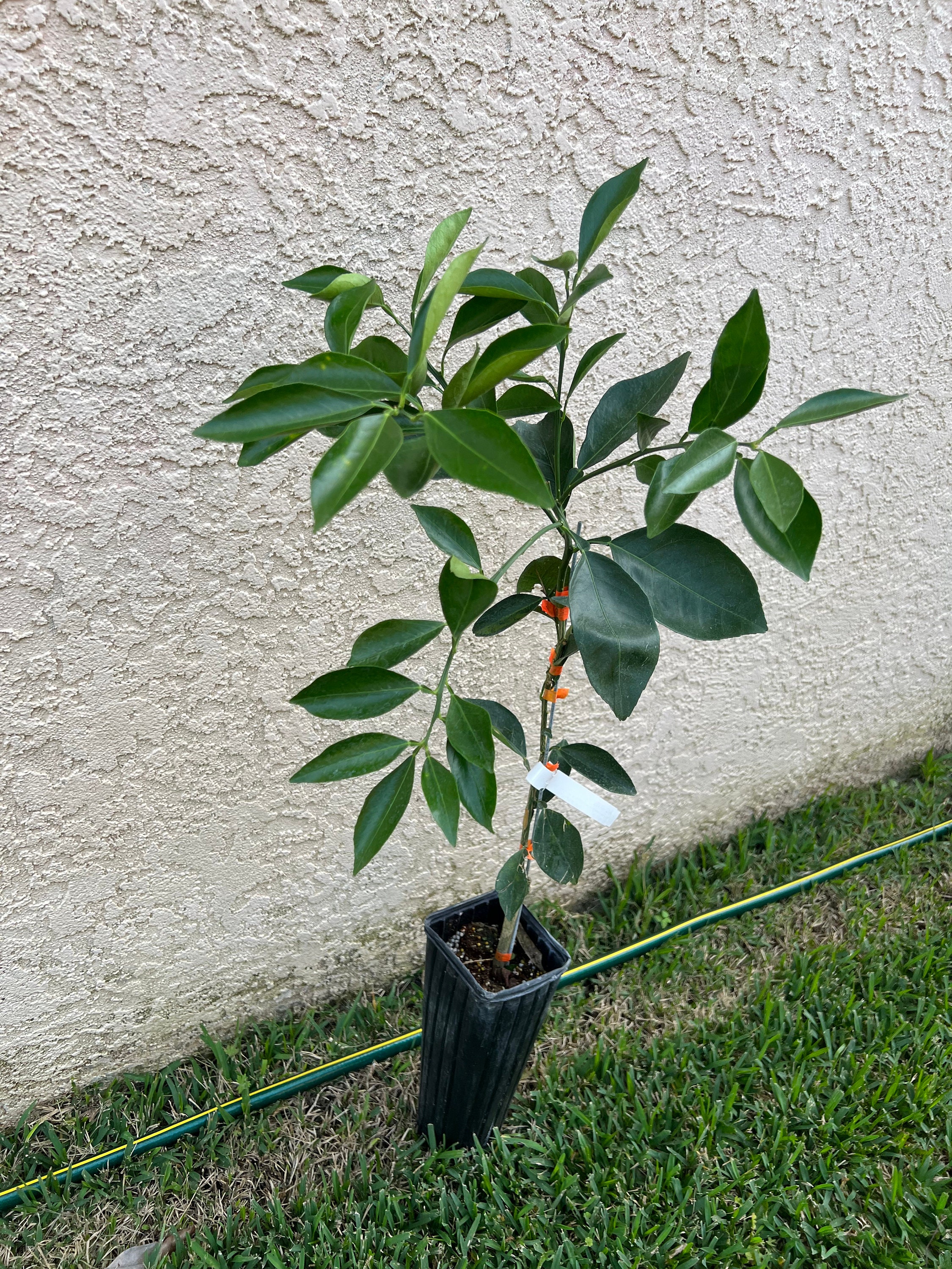 Red Navel Orange 3ft Grafted Tree. No Ship to Ca. - Etsy
