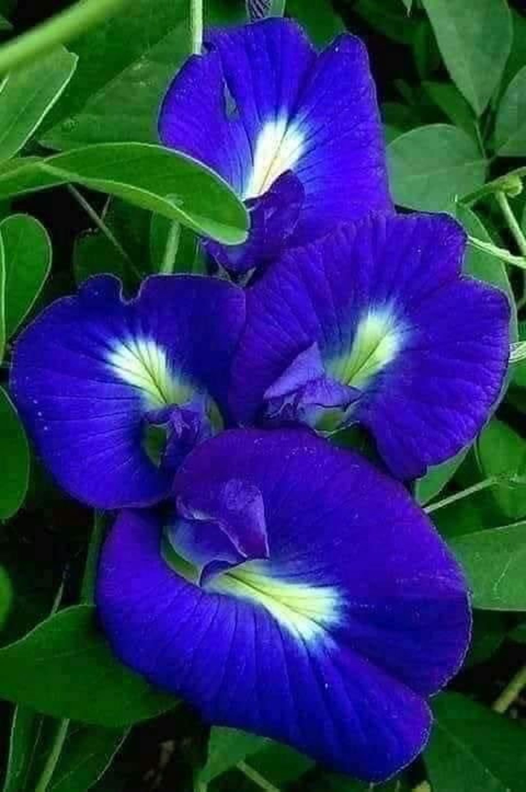 Blue Butterfly Pea 30 Seeds - Etsy