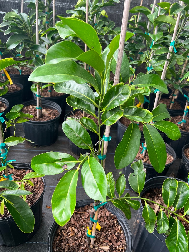 Grafted Black Sapote Tree: Chocolate Pudding Fruit (3GL). No Ship to CA ...