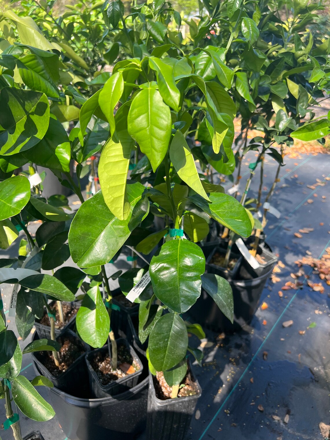 Grapefruit PUMMELO Grafted Tree 3ft Tall. (no Shipping CA. ) - Etsy