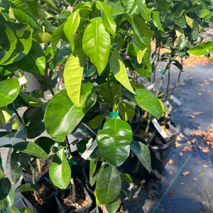 Grapefruit PUMMELO Grafted Tree 3ft Tall. (no Shipping CA. ) - Etsy