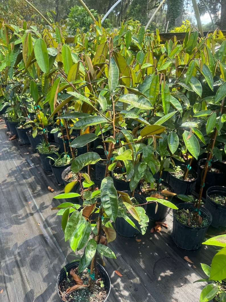 Purple Star Apple Caimito Air-layered 3-4ft Tall Tree. No Shipping CA ...