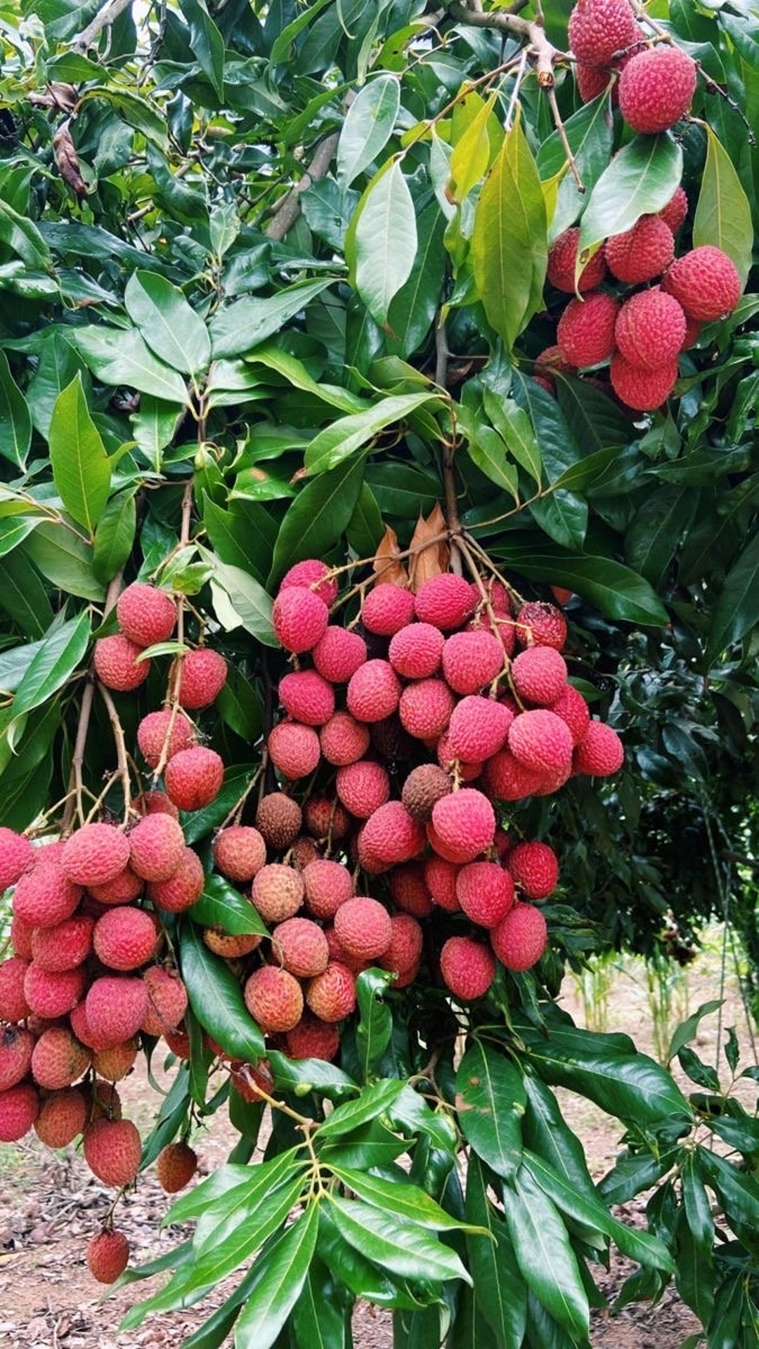 Sweetheart Lychee Tree - 3 Feet Tall - Live Plant in 3 Gallon Pot - Etsy
