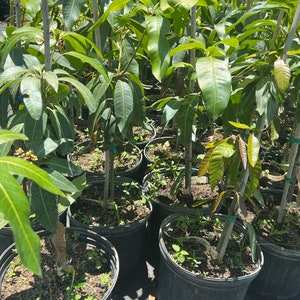 Valencia Pride Mango 3ft Grafted Tree. Shipping With 3gl Pot ( No ...
