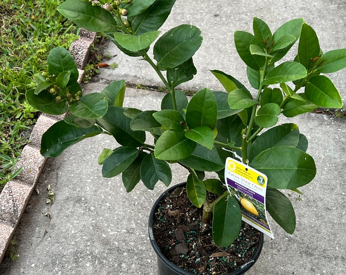KEY LIME With Flowers Dwarf Tree One Gallon Pot. - Etsy