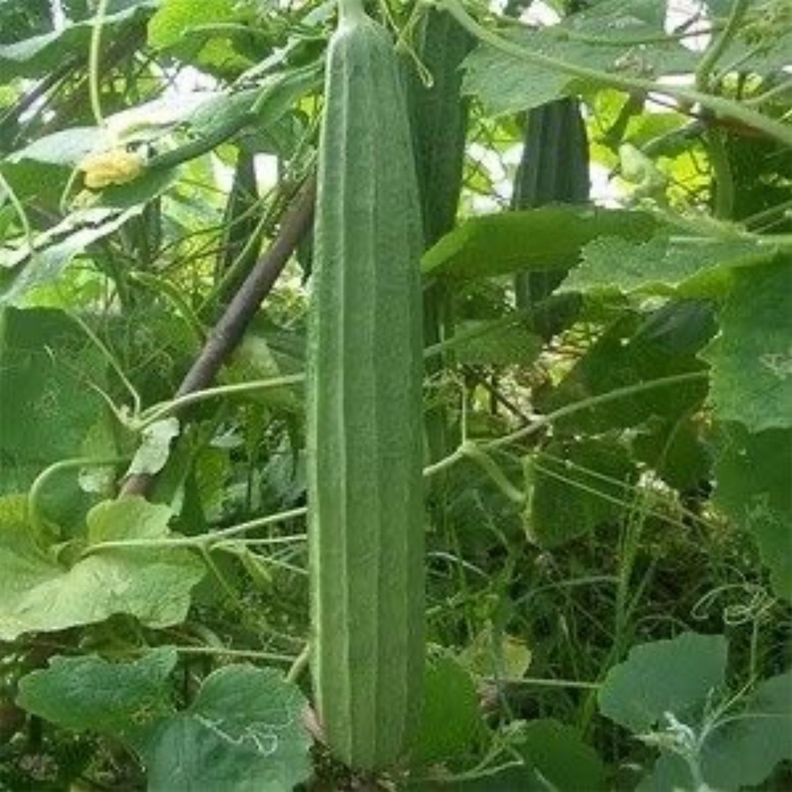 RIDGED GOURD or Thai Long Luffa 30+ Seeds. - Etsy