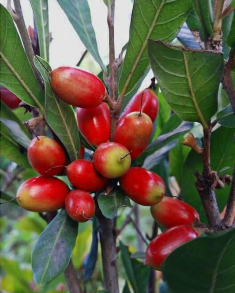 Miracle Fruit Berry Tree - Synsepalum Dulcificum - 2ft to 3ft Tall in ...