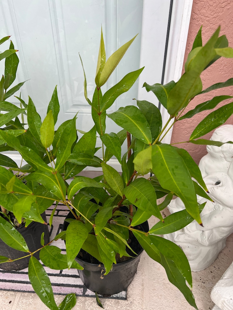 Red Wax Apple- Air Layered Tree Almost 3ft. No Shipping Ca - Etsy