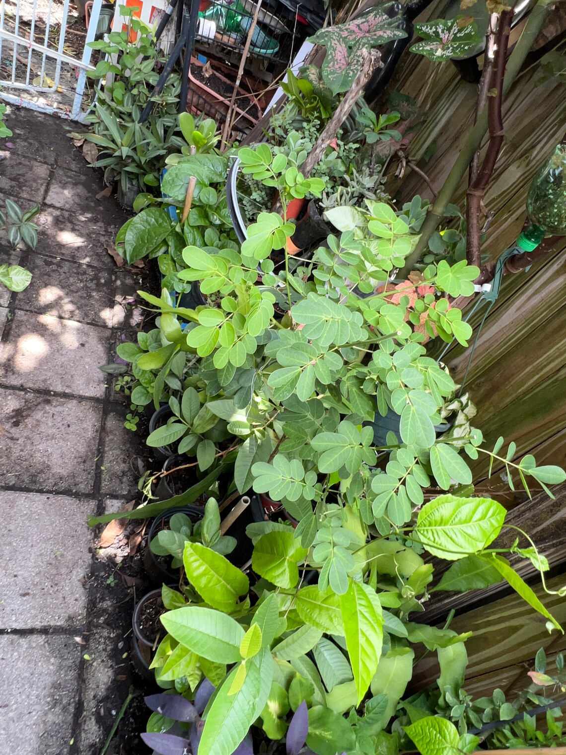 Dwarf Bright Yellow Pride of the BARBADOS Tree 3ft - Etsy