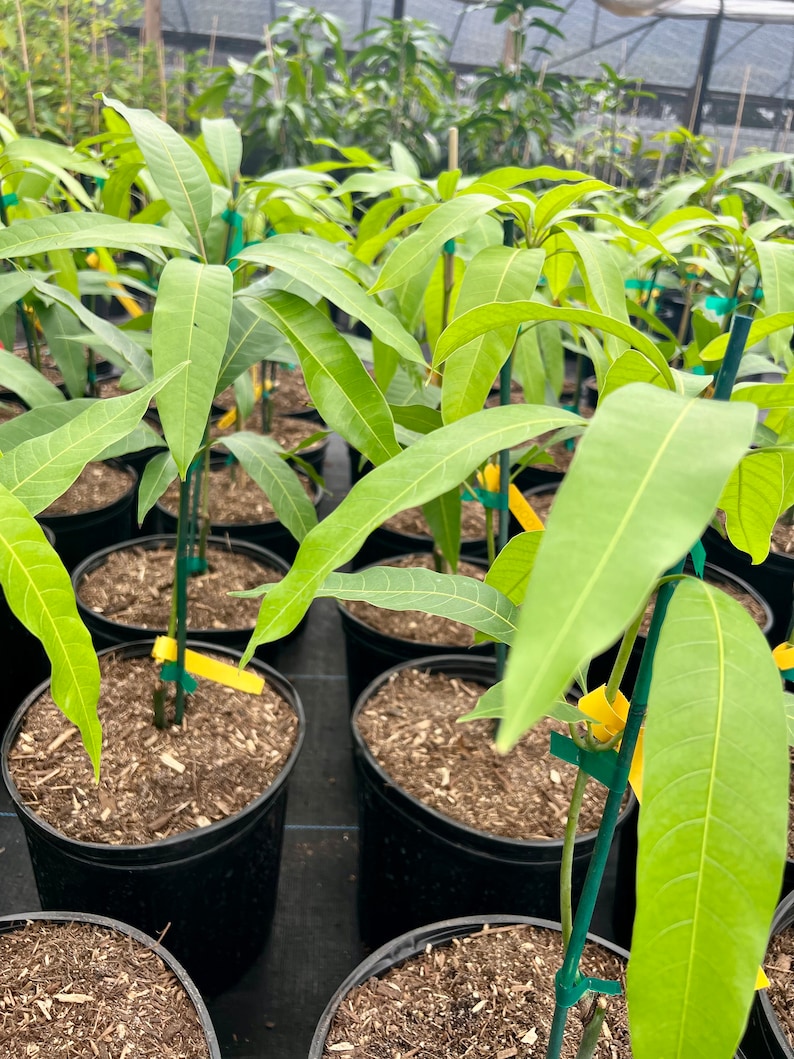 Sweet Green Mango Tree - 3ft Tall Grafted Tree - No Ship to CA. - Etsy