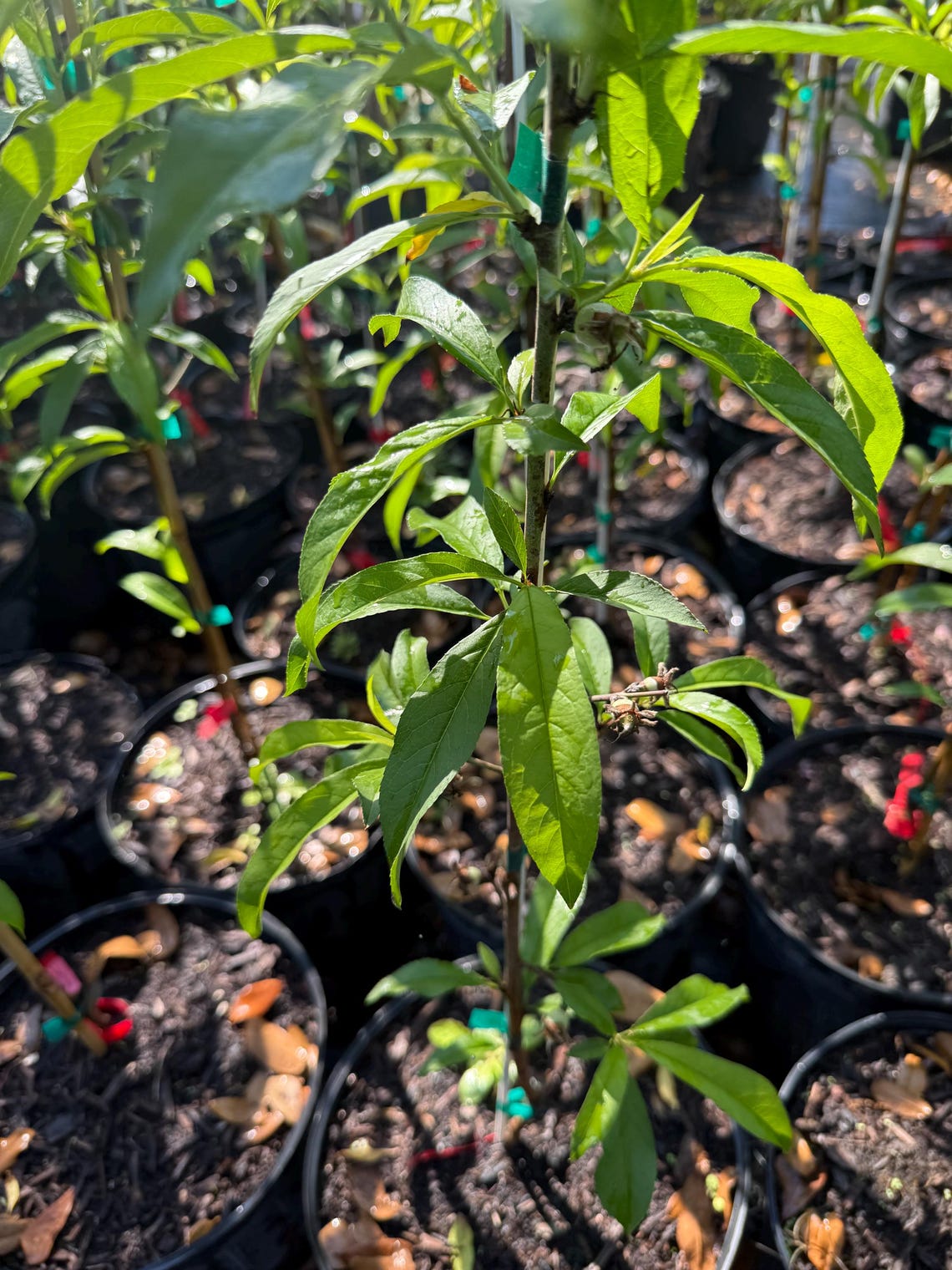 Semi Dwarf Hale Haven Peach Tree. Air Layered (3-4 Ft).no Ship to CA ...