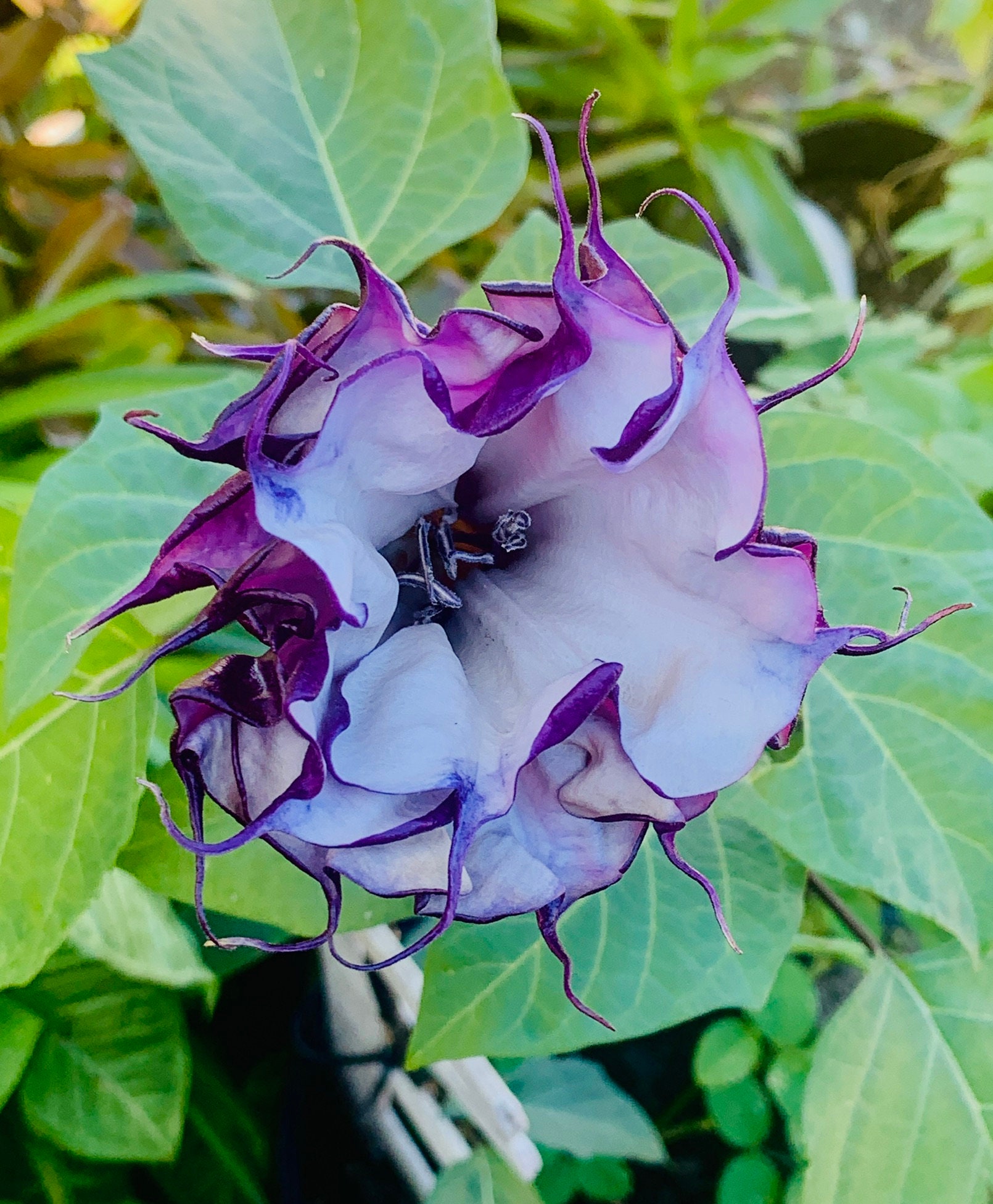 discounts for sale 30+Seeds - Double Purple Datura / Angel Trumpet ...