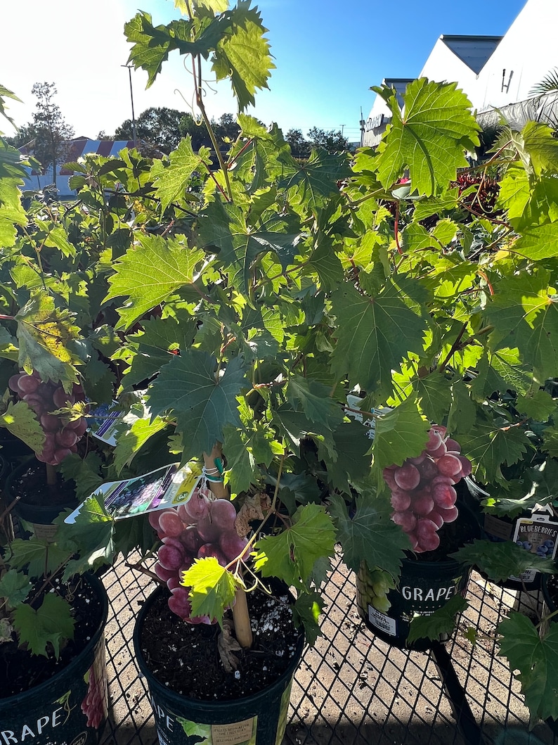 Flame Seedless Red Grape (CATAWBA GRAPE) Almost 3ft Vine. No Ship to Ca ...